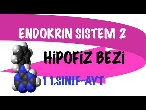 ENDOKRİN SİSTEM 2 (HORMONLAR )