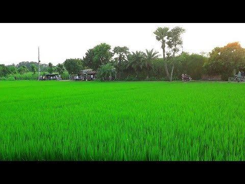 paddy & Rice Fields in Assam | North East India | Assam Tour | Part-09 ...