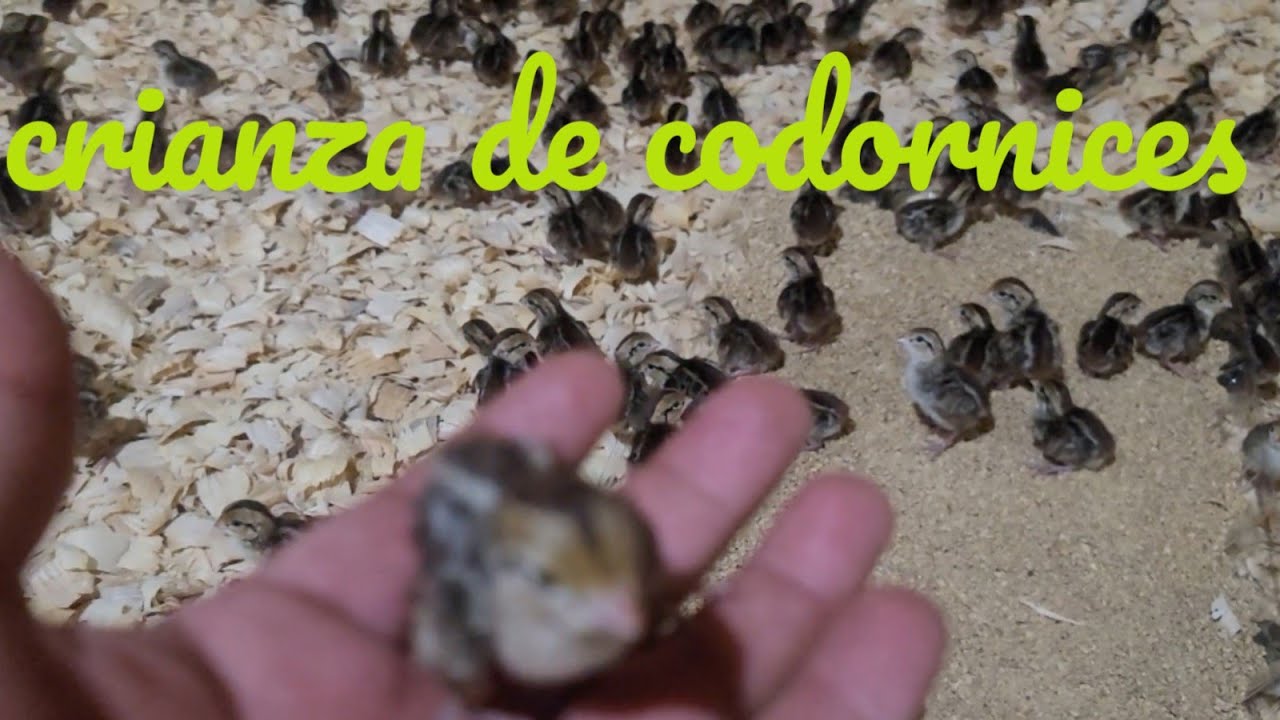 crianza de Codorniz - YouTube