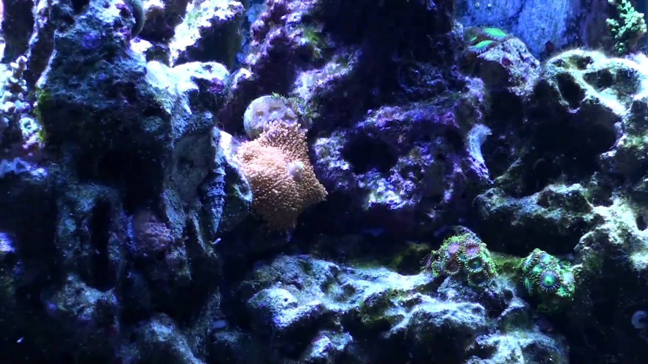 AI led SOL super blue - YouTube