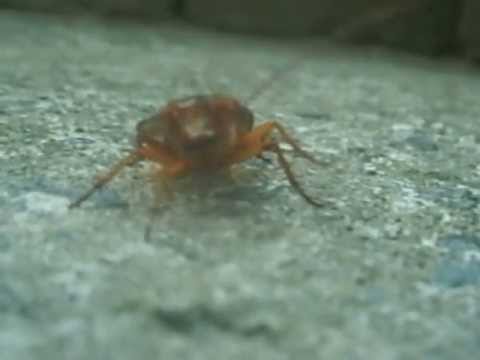 IpiS at my bahay - YouTube