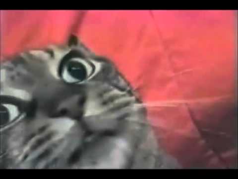 Ticklish Cat