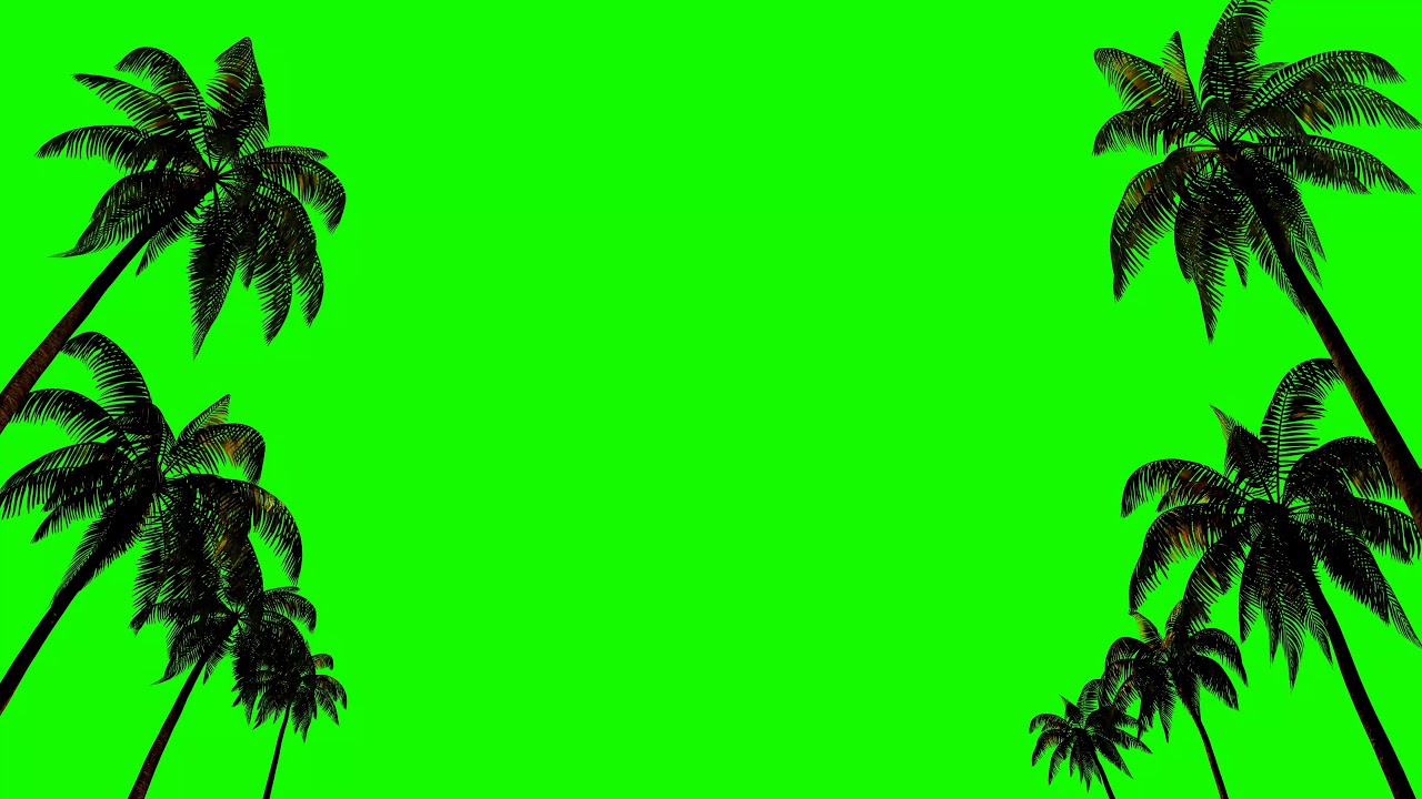 Palm Tree Green Screen Chroma Key Background - YouTube