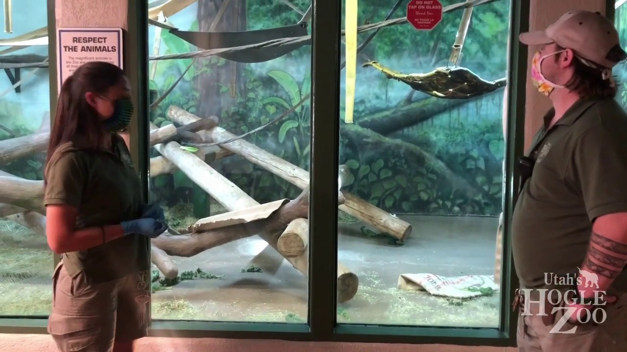 Jabali Baby Proofing - Baby Gorilla Series at Hogle Zoo - YouTube