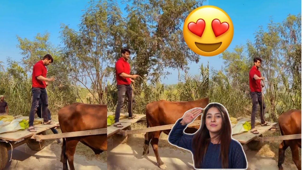 Shidharthshukla riding cart in Punjab || bail gaadi ride || shehnaz ...