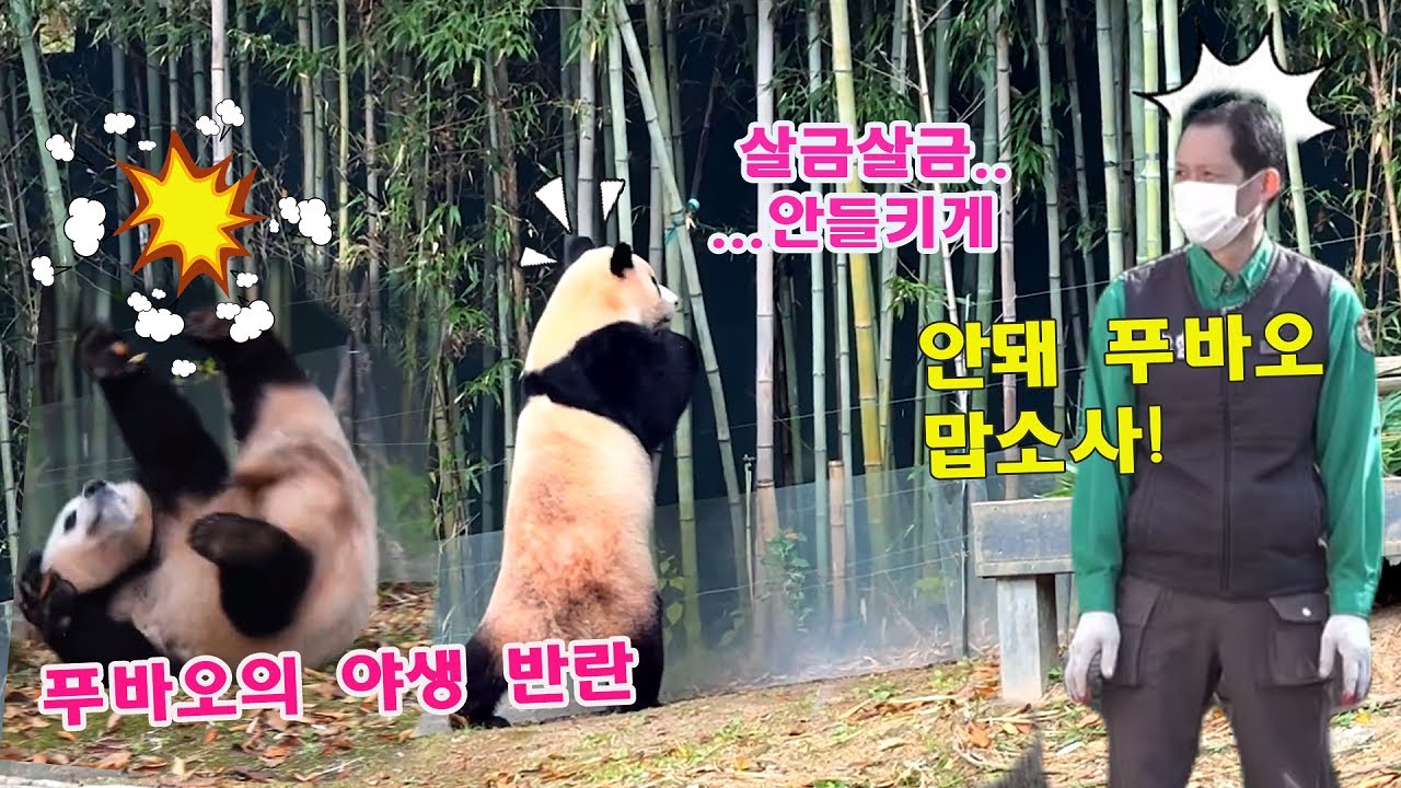 푸바오 는 부끄럽고 야생 반란💥대나무 서리 하려다가 🎋으앗결국 할부지한테 들켰다왜 그걸 꺾는거야🤣ㅋㅋㅋ Youtube