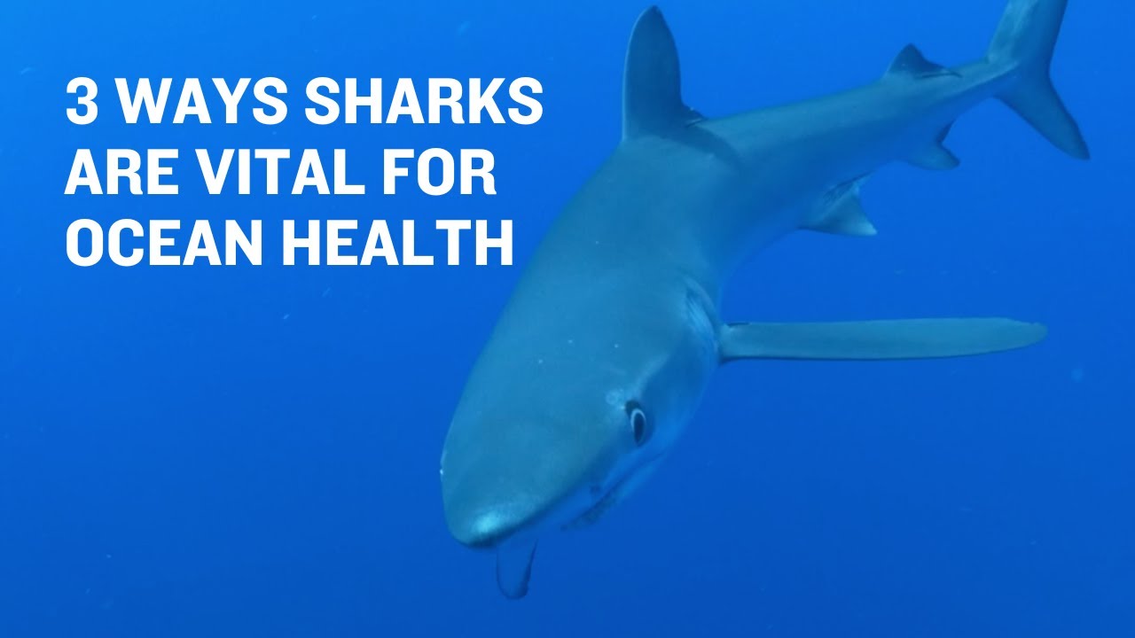 Sharks are vital for ocean health—here's why! - YouTube