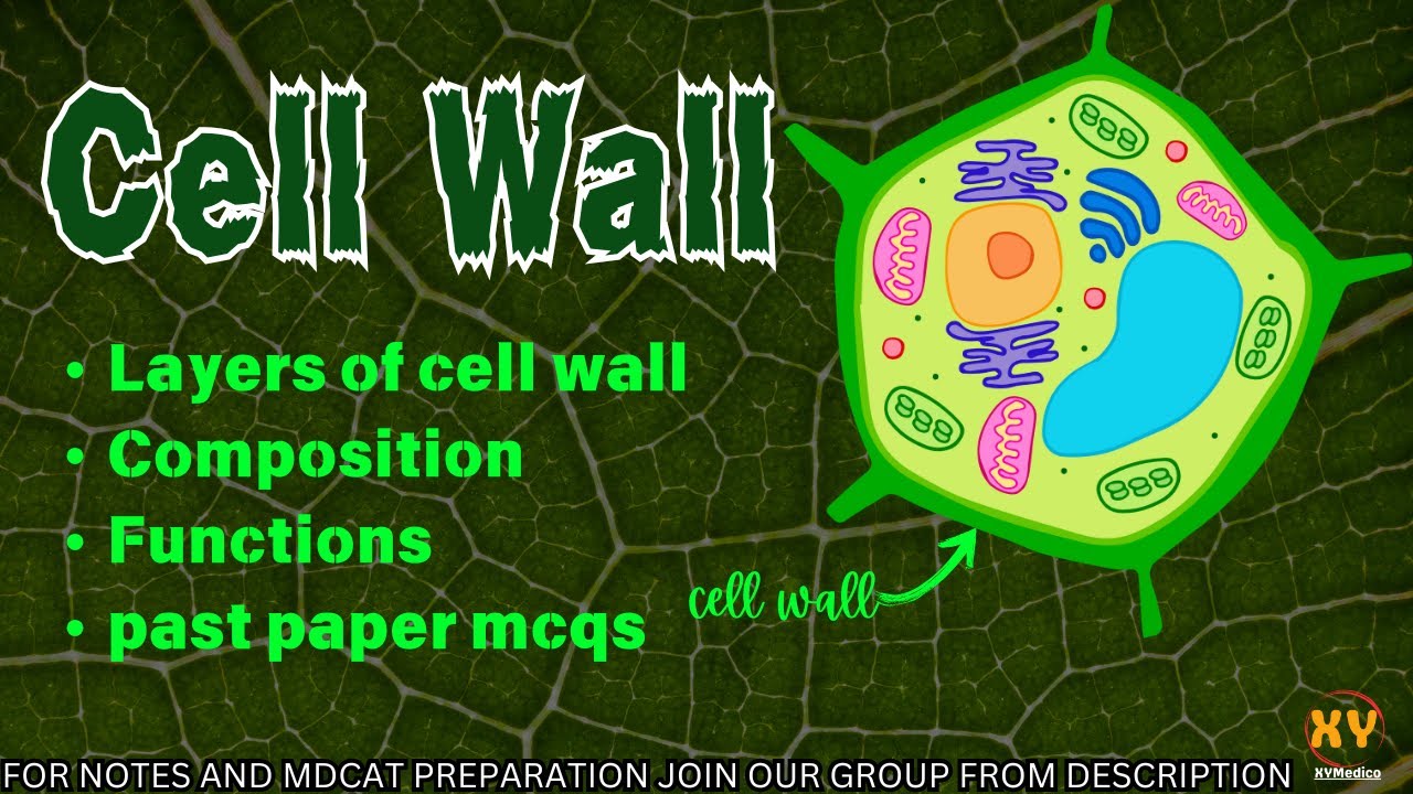 Cell Wall Explained | Class 11 Biology | Structure, Functions | MDCAT ...