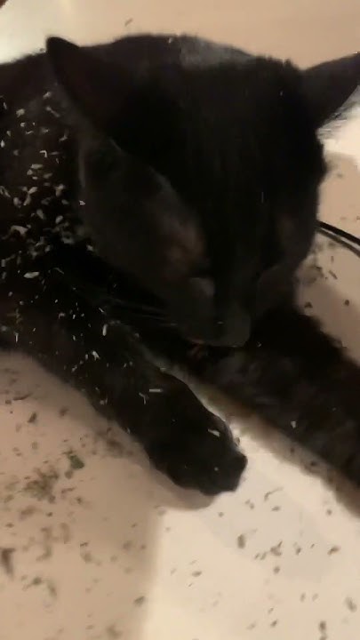 Cat enjoys his cat nip! #catnip #catnipreaction #cutepets #funnycats #blackcats - YouTube