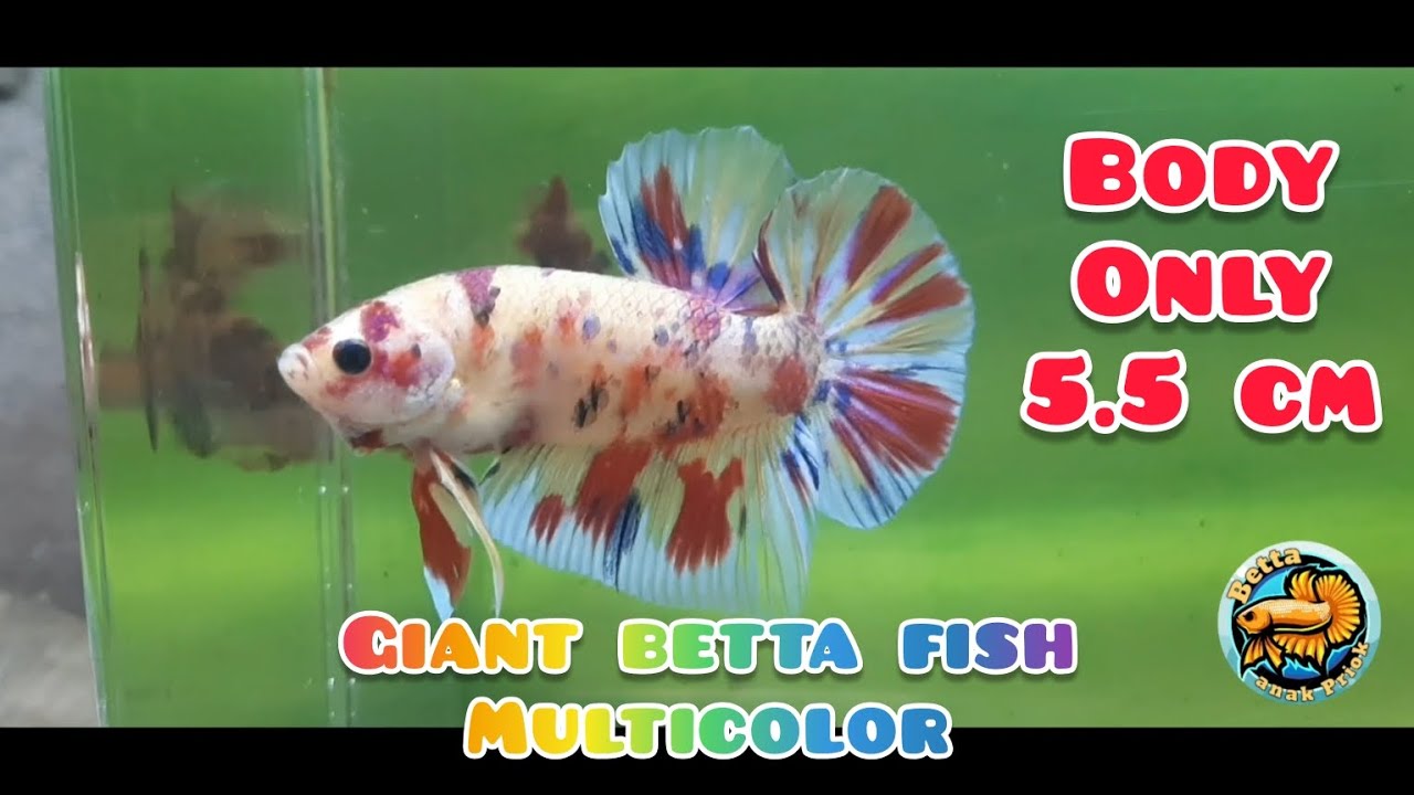 Giant Betta Fish Multicolor, 5.5 Cm Body Only - YouTube