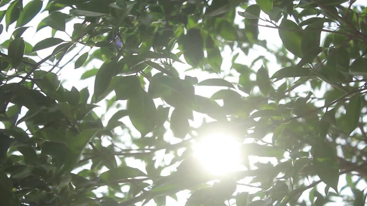 Free Footage | Sun Hiding Behind Tree Trunks - YouTube