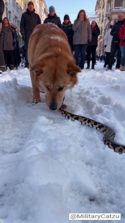 dog vs python - YouTube