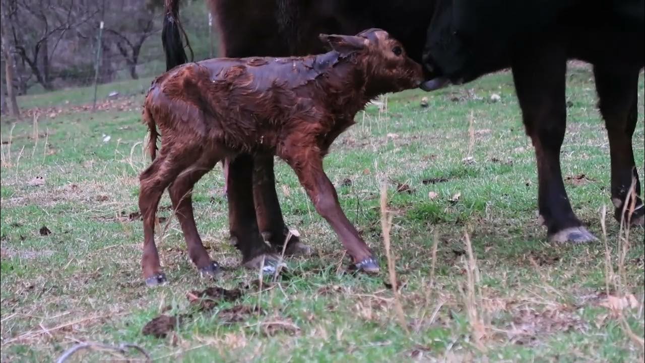 BABY CALF BEING BORN! (Caught on camera just for you.) - YouTube