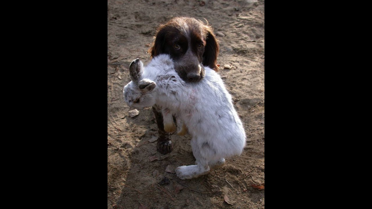 field spaniel cocker puppy - gundog , chiots cocker anglais de chasse ...