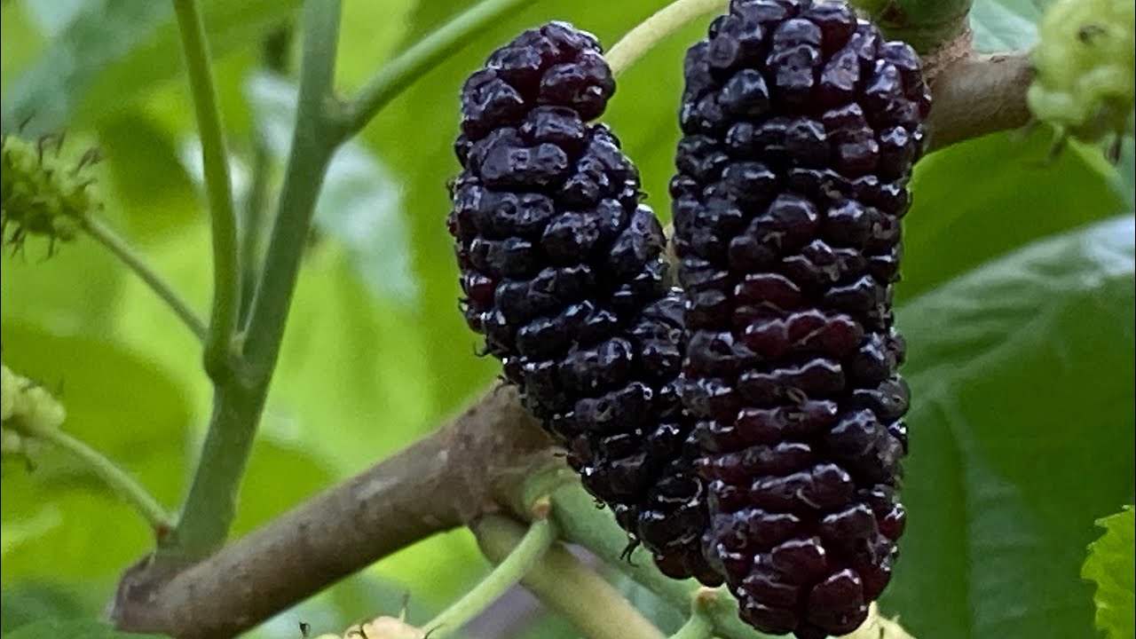 Tice, Shangri La, Delightful Mulberry Trees..Morus Rubra Hybrids ...