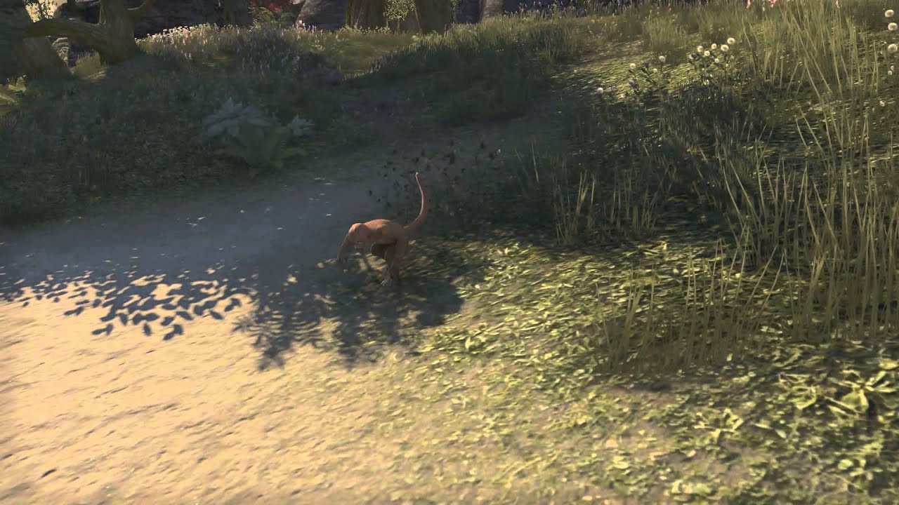 Pet Imgakin - Elder Scrolls Online (ESO) - YouTube