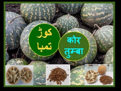 Kor Tumba| Colocynth|Citrullus colocynthis |کوڑ تمبا| حنظل|| कोर तुम्बा ...