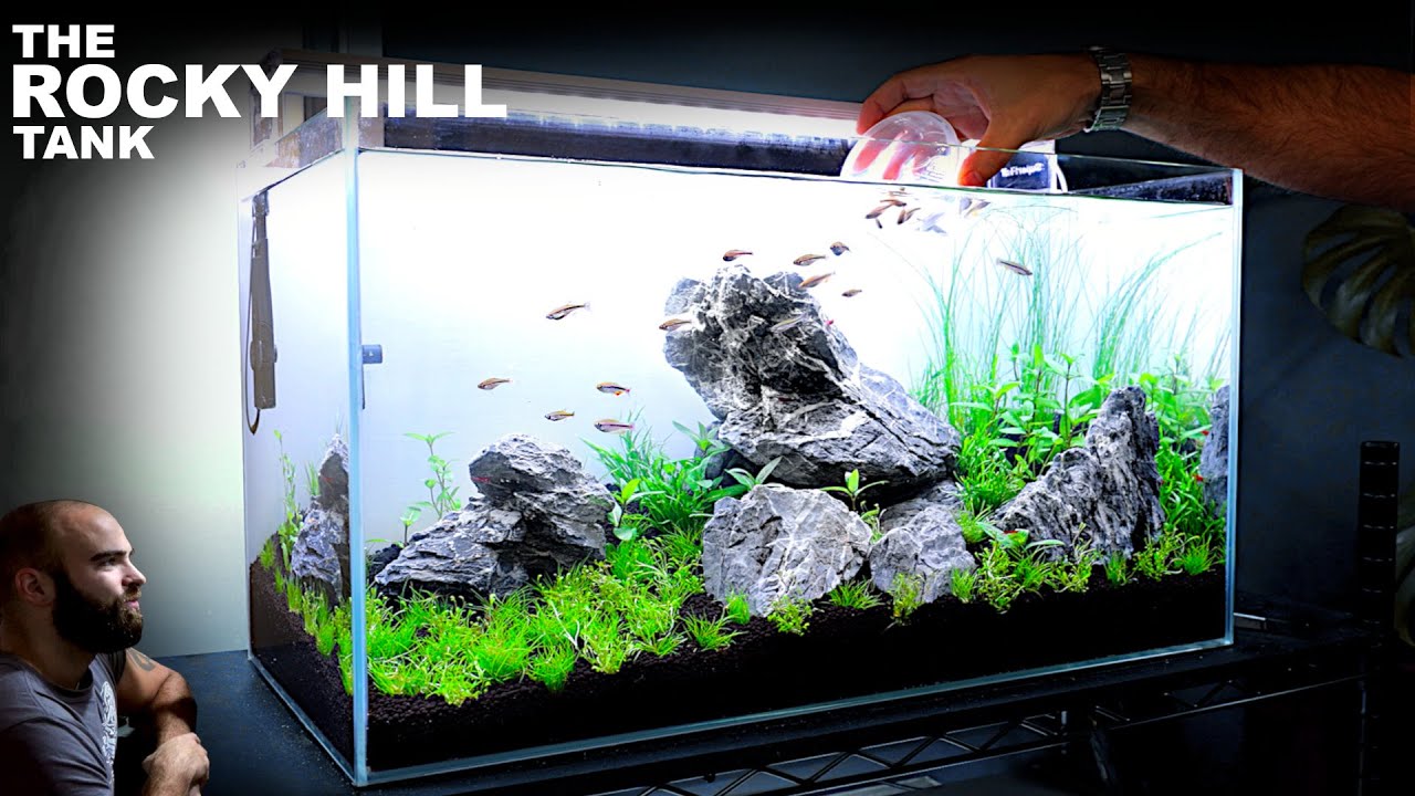 The Rocky Hill Tank: Iwagumi w/ Vietnamese Minnows (Planted Tank ...