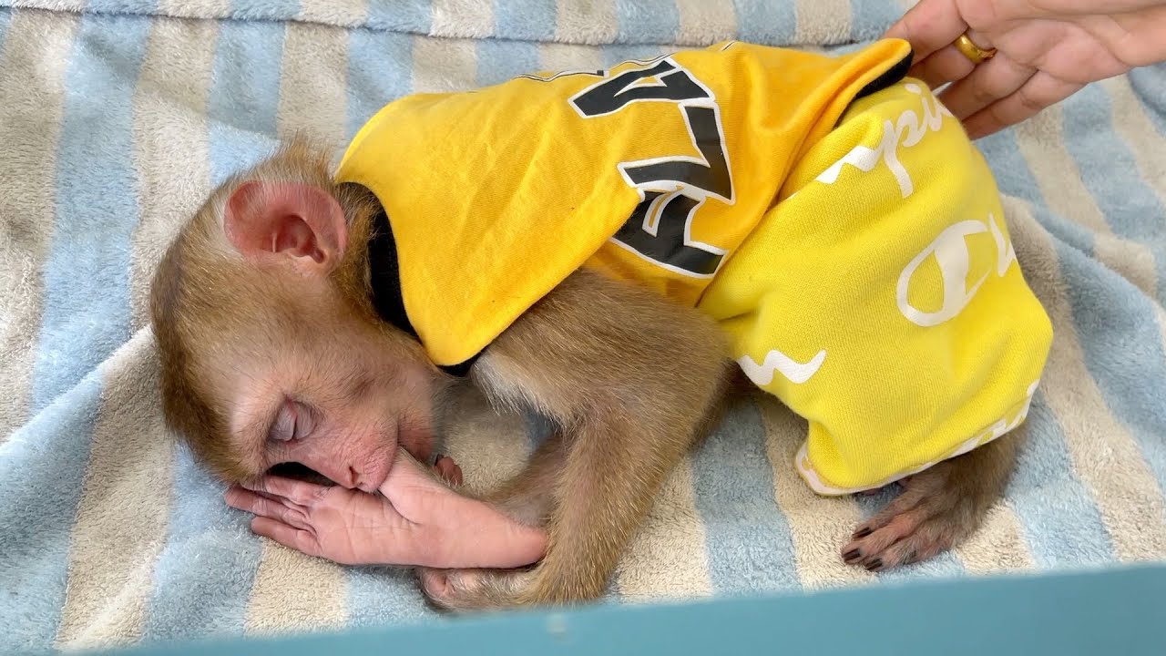 Warming Baby Monkey GiGi Sleeping With Yellow Dressing Very Lovely ...