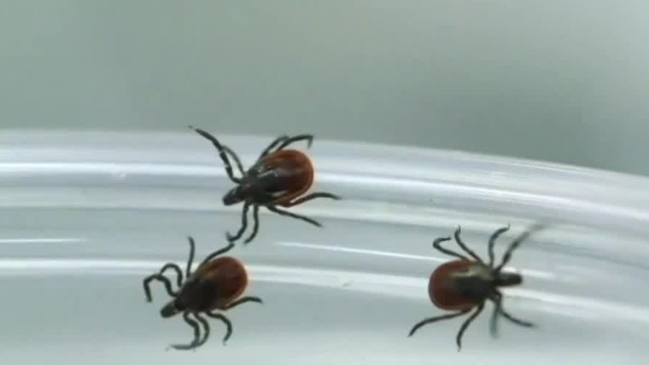 Utah health officials expect aggressive tick season - YouTube