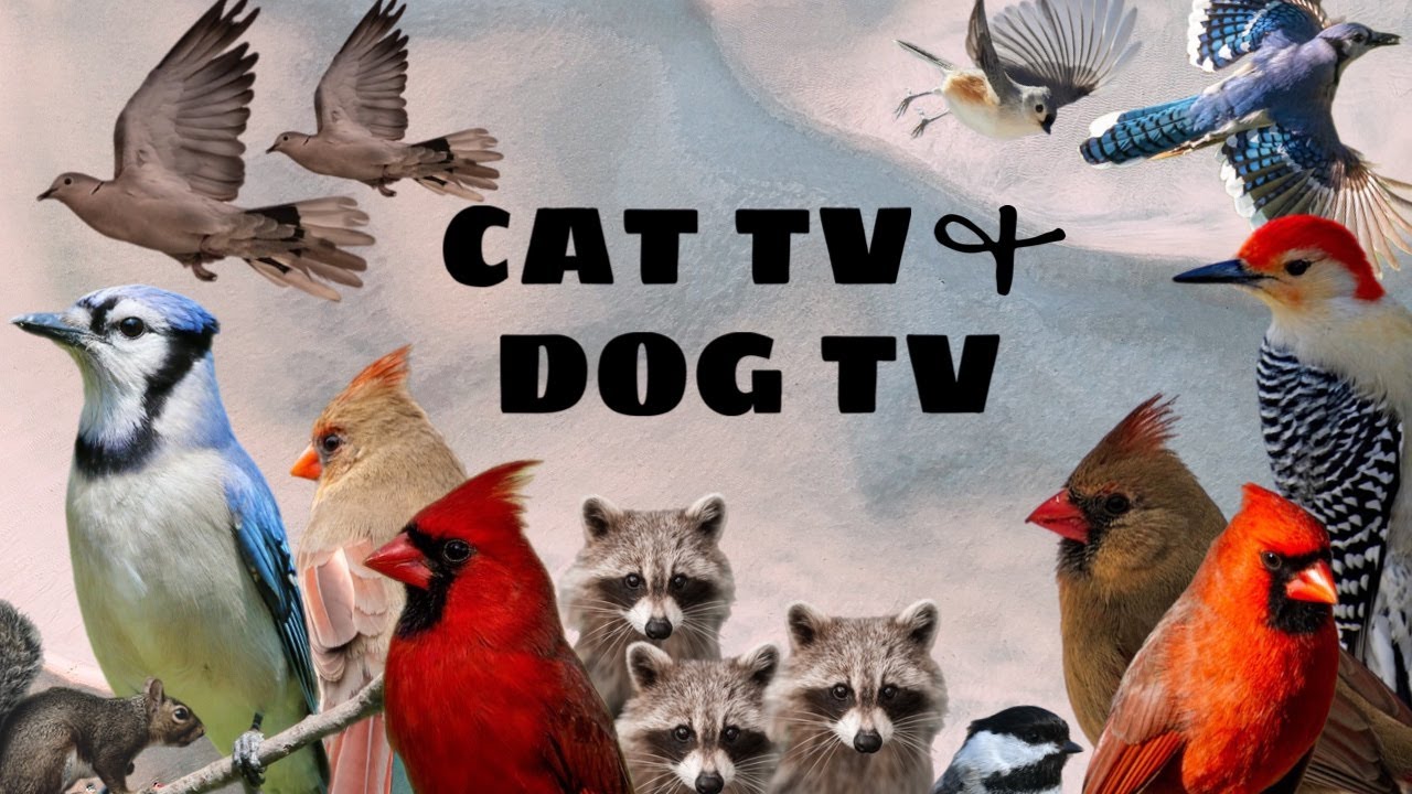 TV for Cats & Dogs to Watch - Birds, Squirrels, Relaxing Nature Sounds ...