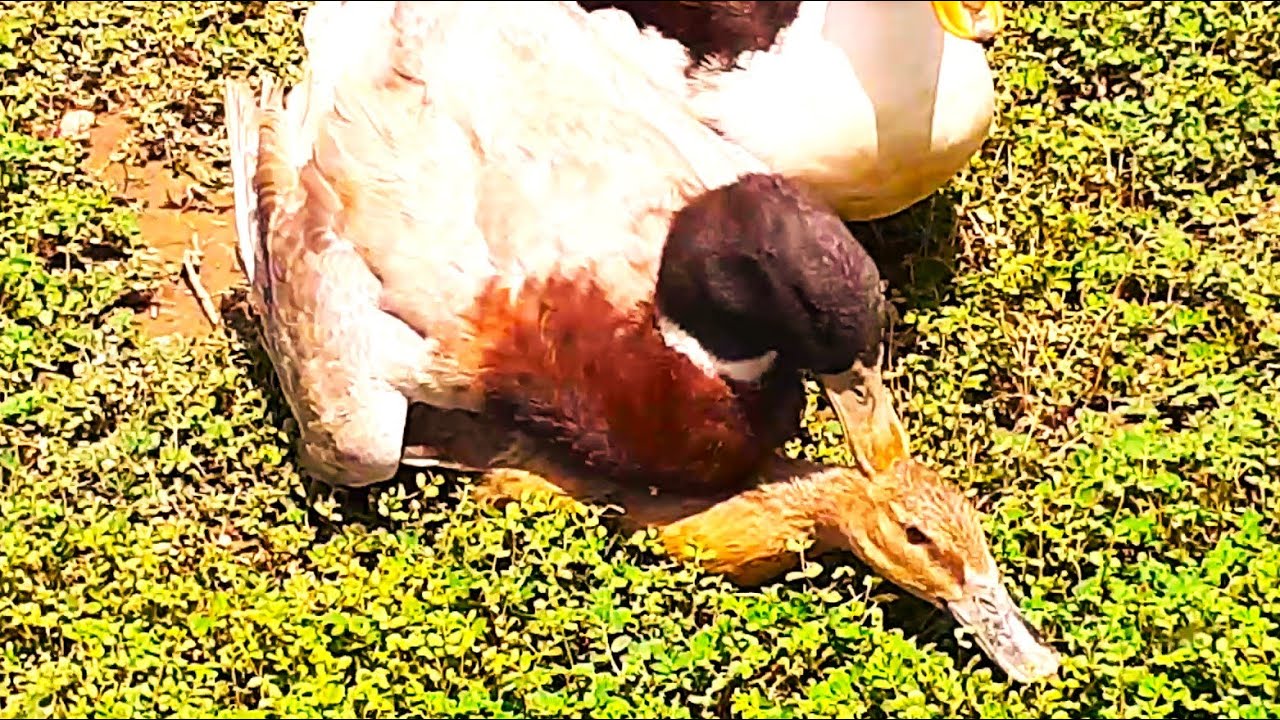 MEETING COUPLE HYBRID DUCKS AFTER THE CREATE A NEW HYBRID IN THE ...