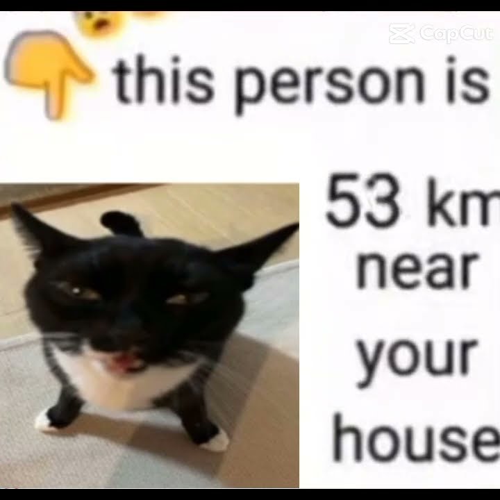 Goober #meme #cat #fyp - YouTube