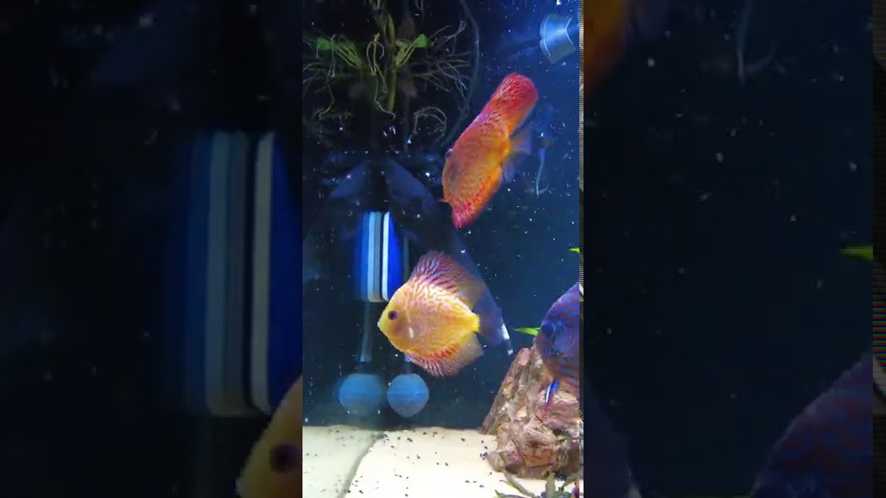 Discus & Black Ghost Knife fish feeding #shorts - YouTube