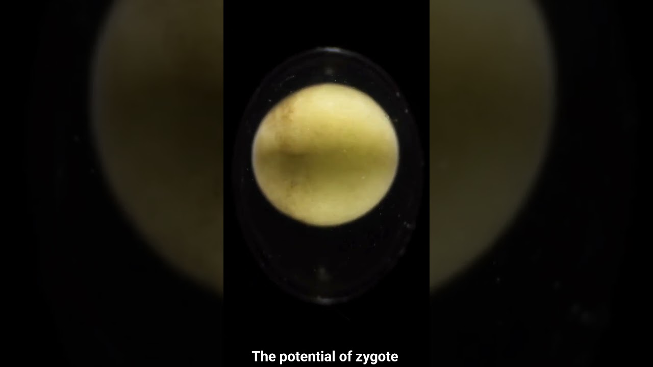 The Potential of Zygote From diploid cell to new organism#new#biology# ...