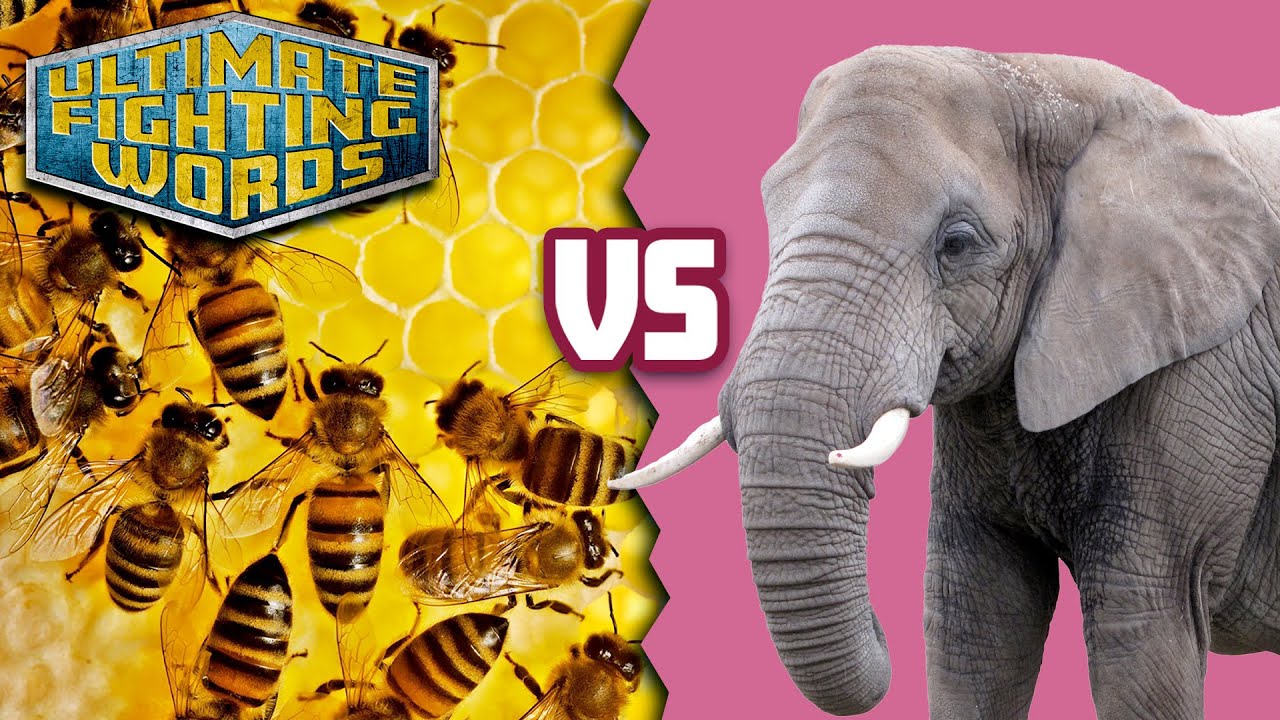 ELEPHANTS VS. BEES: Who is SMARTER?! | ULTIMATE FIGHTING WORDS - YouTube