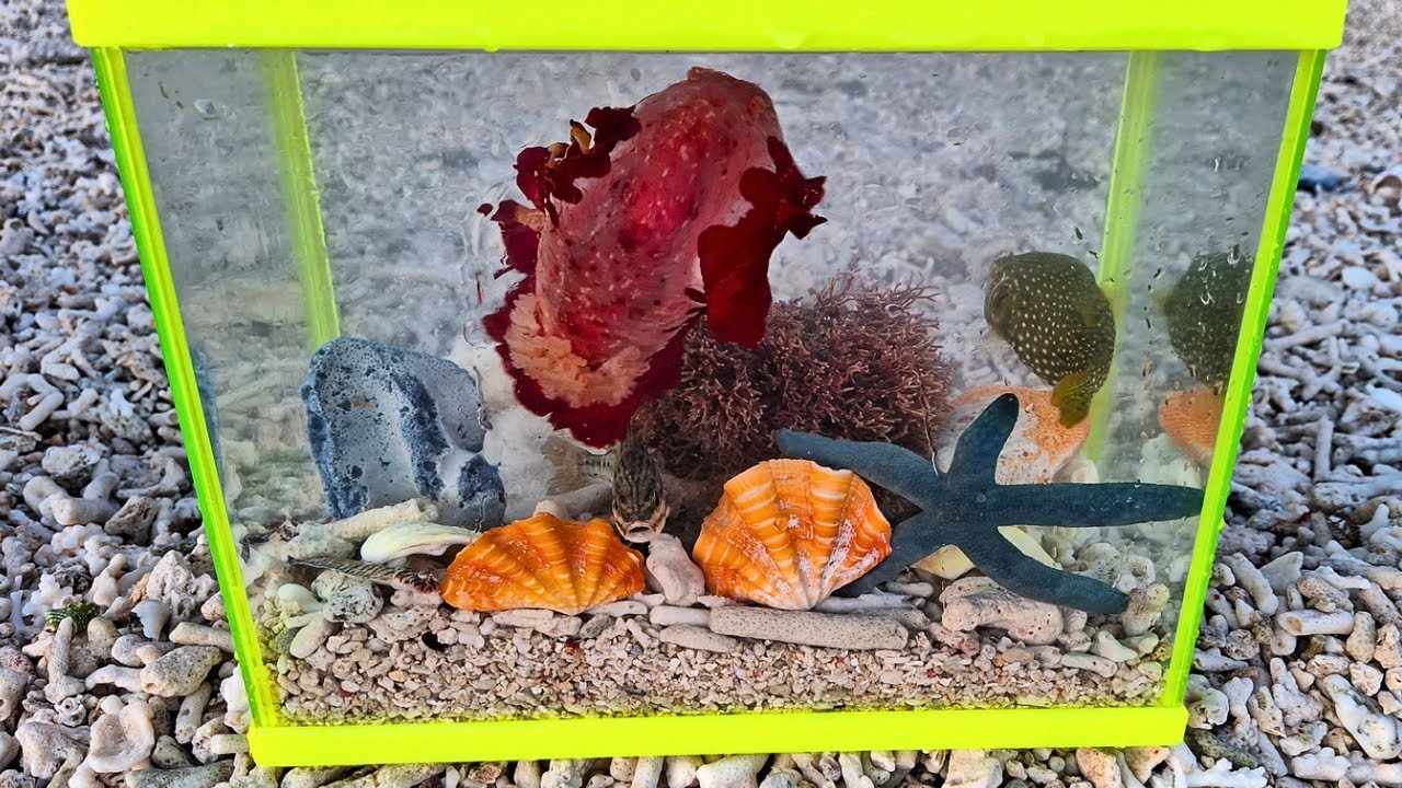 Making a pool tide aquarium | part 1 - YouTube