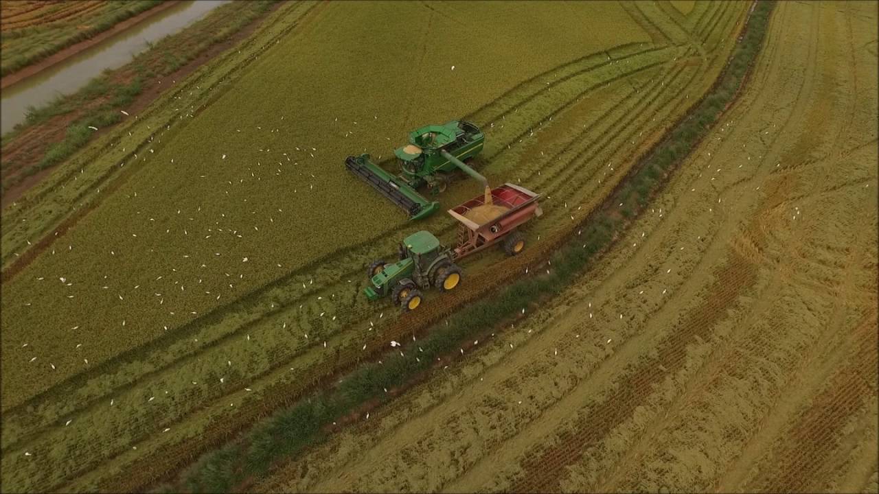 Richland Parish Rice Harvest - YouTube
