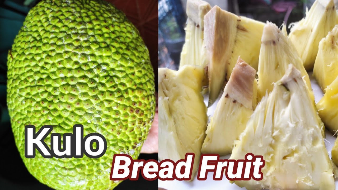 Breadfruit /Kulo(Bisaya) - YouTube