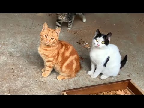 Kittens challenging each other by playing fighting game on chair - YouTube