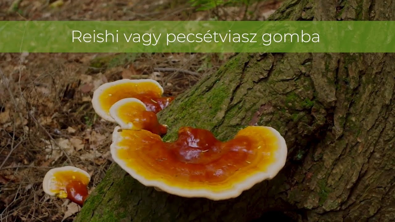 Reishi gomba (Ganoderma lucidum, Ling zi, Pecsétviaszgomba) - YouTube