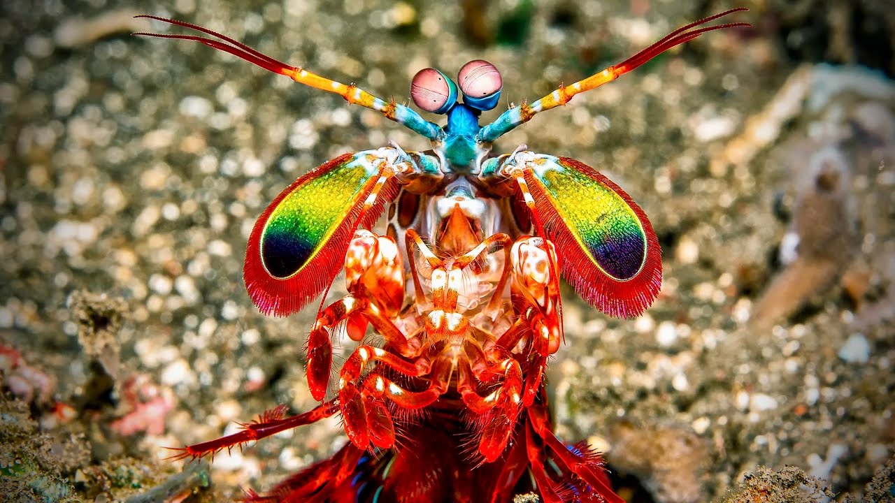 Extreme close-up of a Mantis Shrimp, Epaulette Shark and Wobbegong ...