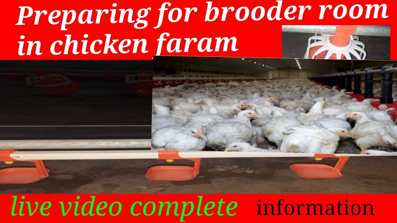 How to start 30000 Chick's in brooding room/ automatic poultry farm ...