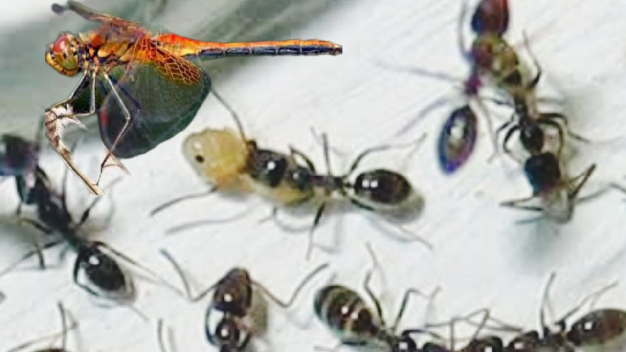 🐜 How? Ants Eating Dragonfly (Massive Insects ) - YouTube