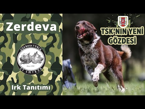 Zerdeva - Köpek Irkı Tanıtımı