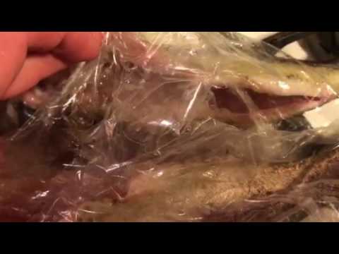 The difference between stocked trout and holdover or wild trout in NJ ...