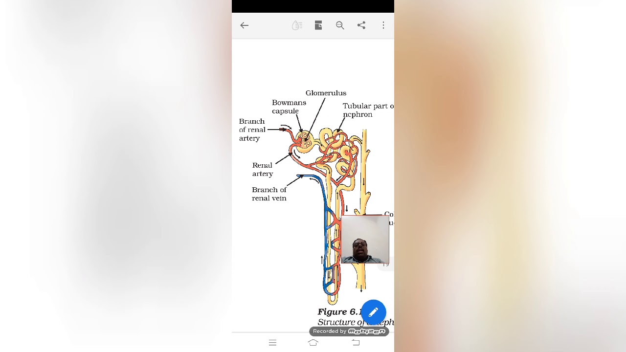 Excretion in humans class 10 - YouTube