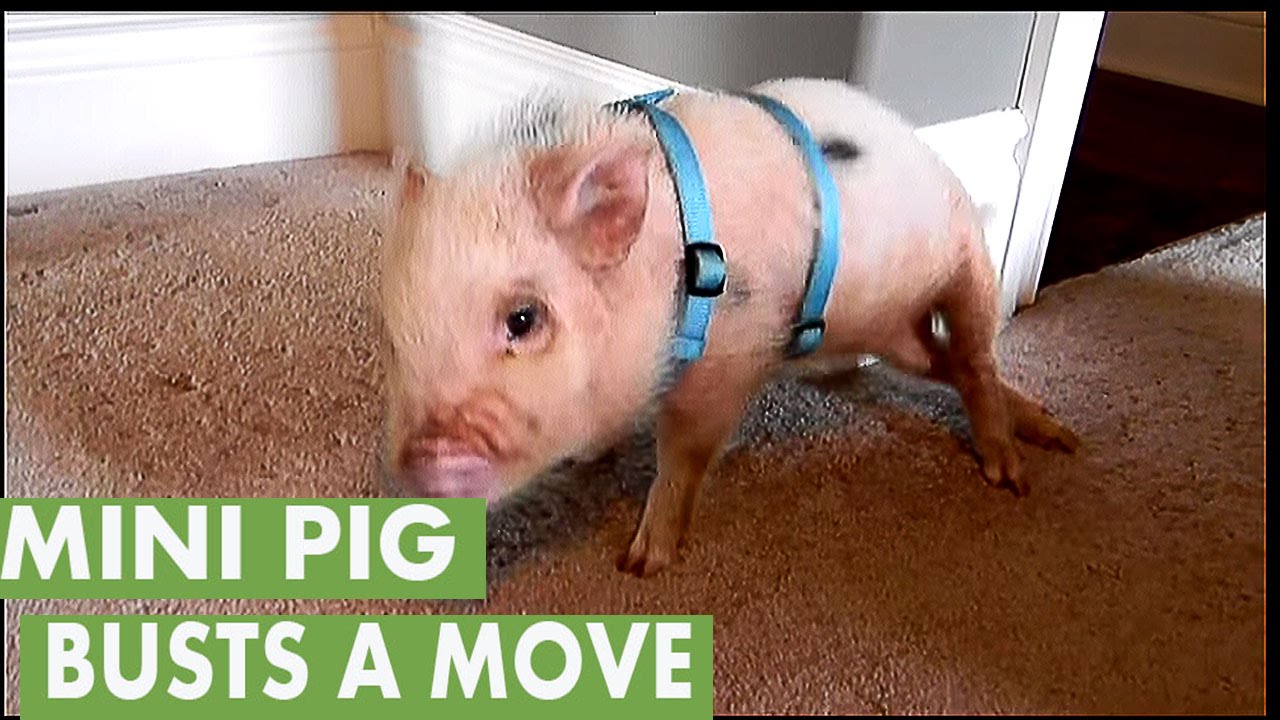'Dancing' mini pig loves to scratch himself - YouTube