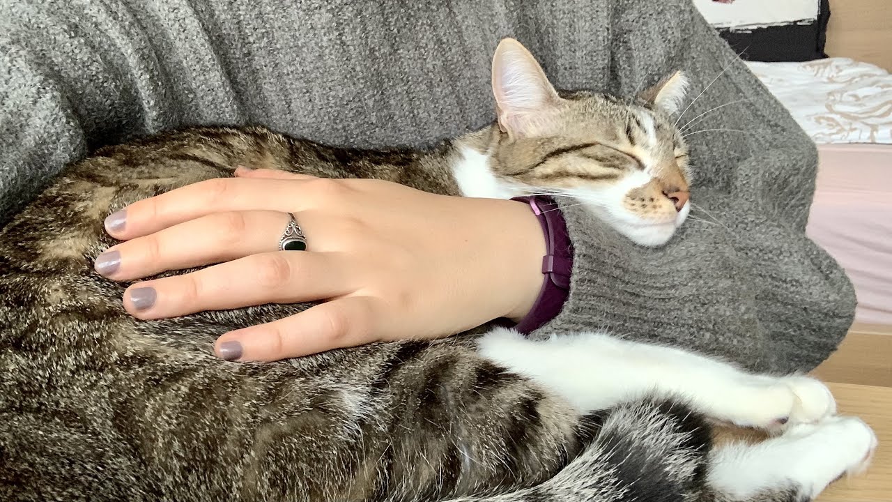 ASMR Purring Cat | LunASMR 🌙 - YouTube