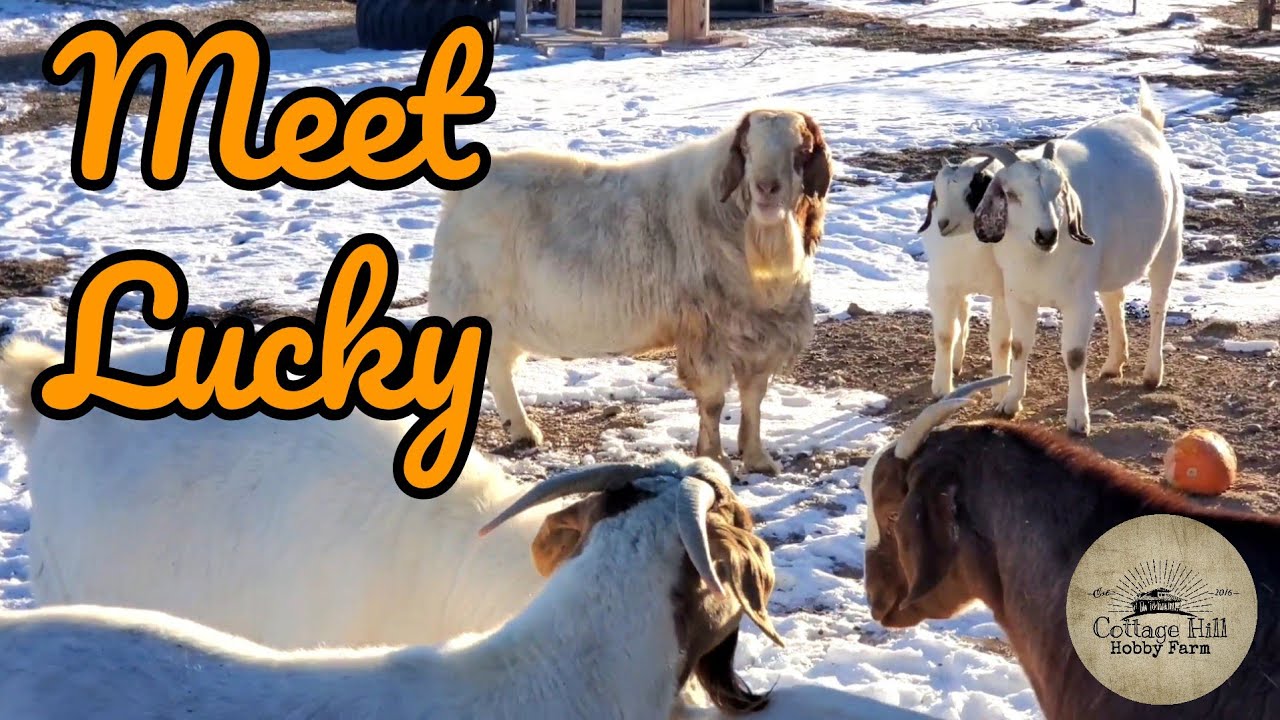 The buck has arrived! The official start of breeding season - YouTube