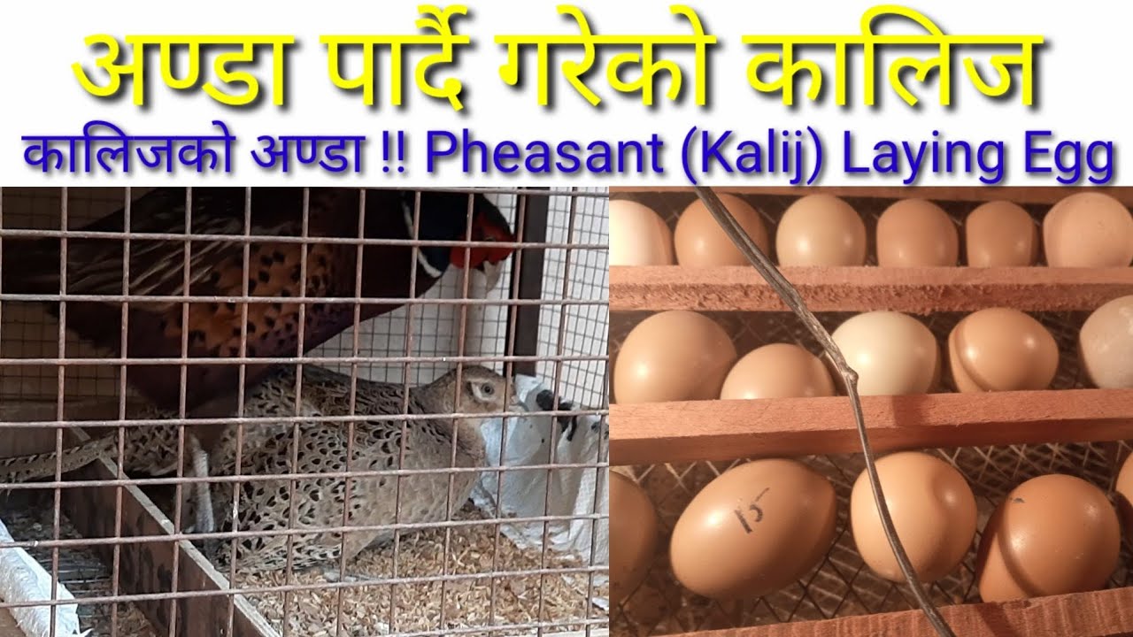अण्डा पार्दै गरेको कालिज!! Pheasant "KALIJ" Farming In Nepal.. Pheasant ...