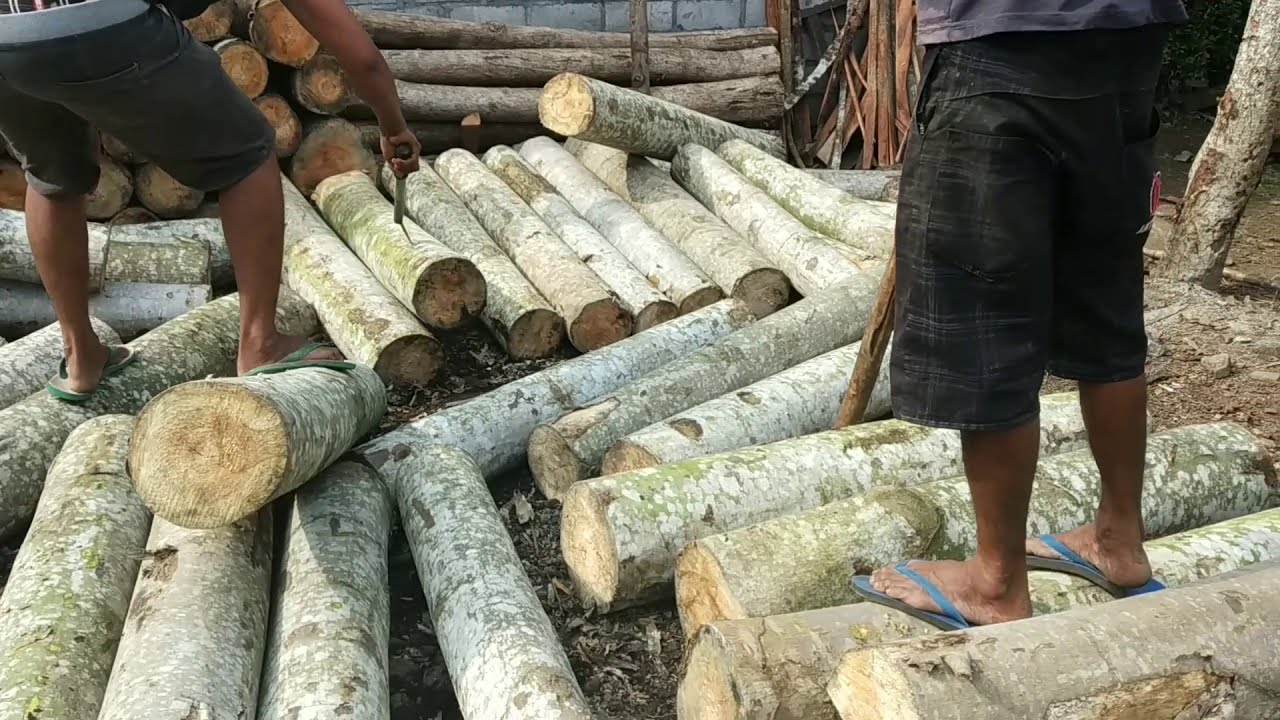 Penangkapan Ular penunggu log Sengon - YouTube
