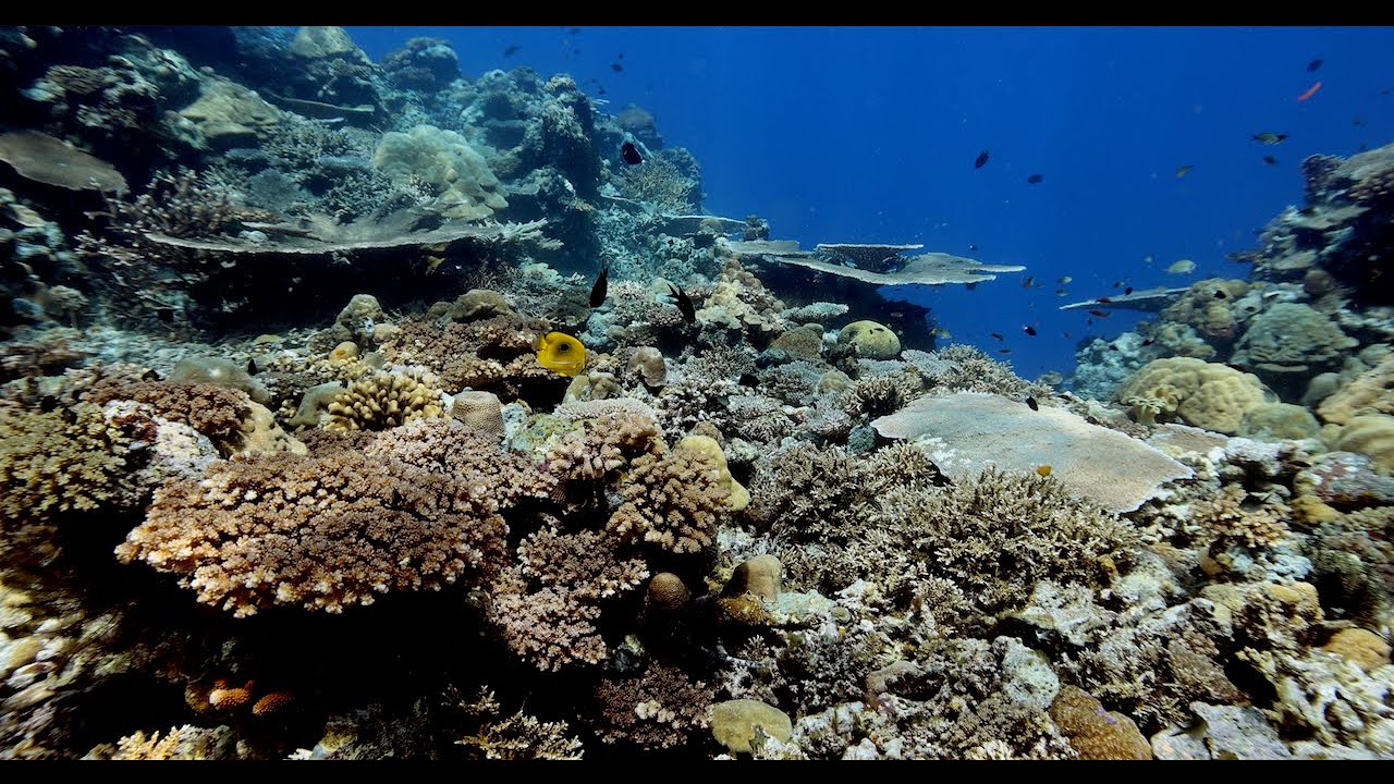 Coral reef scene at Leru Cut, Solomon Islands, 4K, December 23, 2024 ...