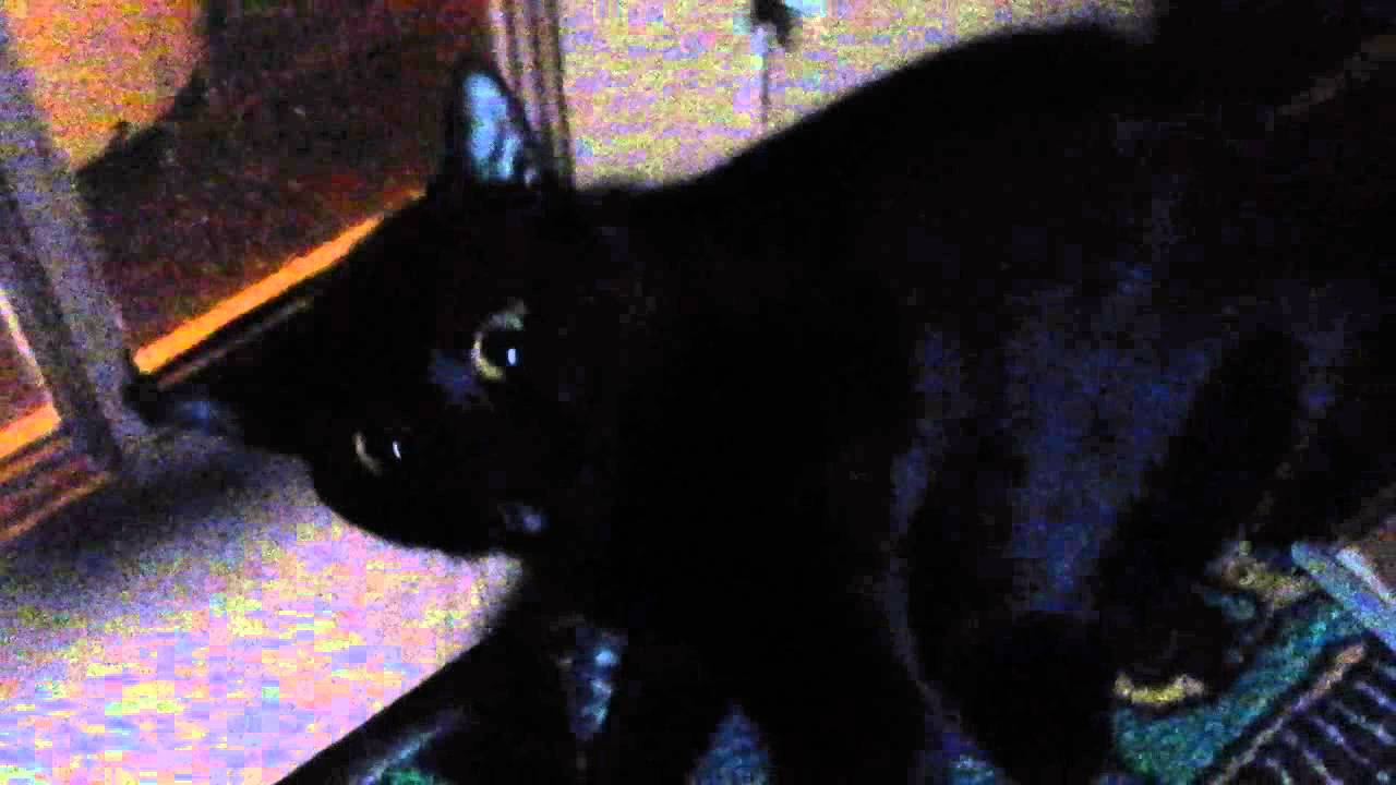 Funny cat XD - YouTube