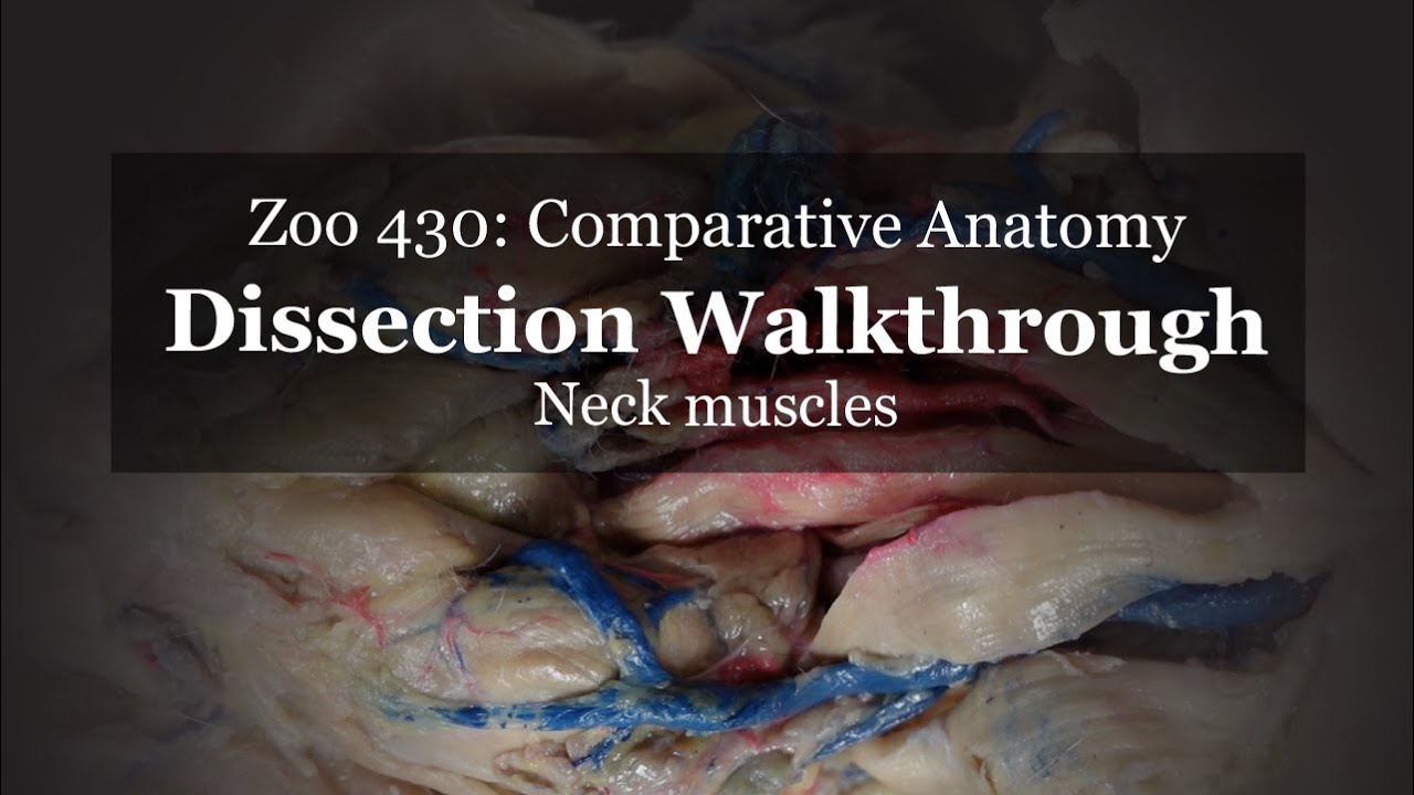 Rabbit Dissection: Neck - YouTube