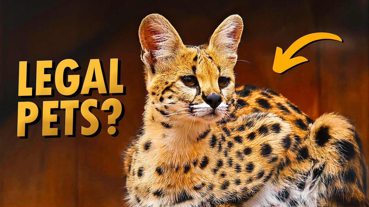 10 Legal Animals That You Can Have as Pets - YouTube